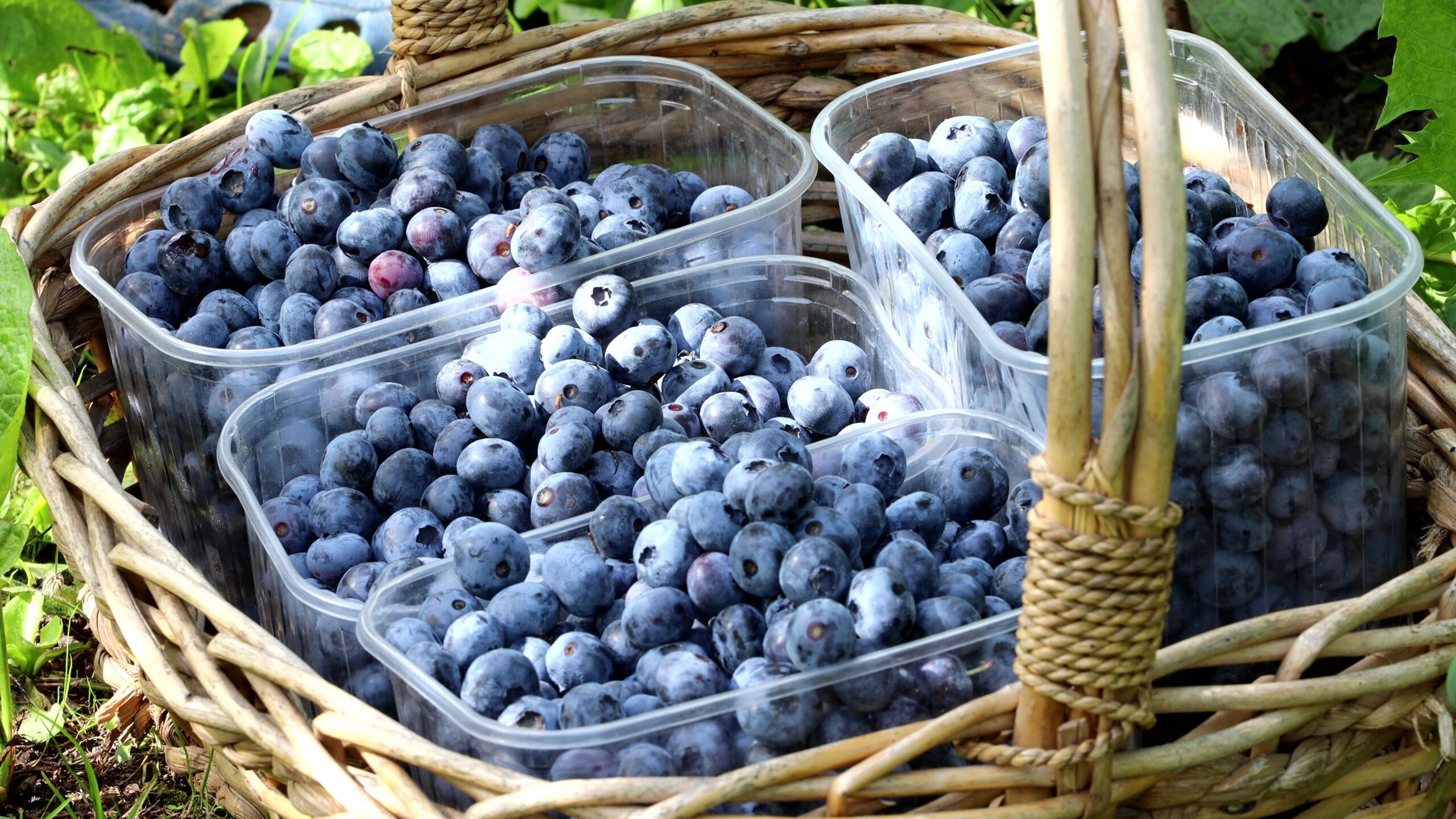 IL MIRTILLO: Un frutto dai mille benefici - Gastroval